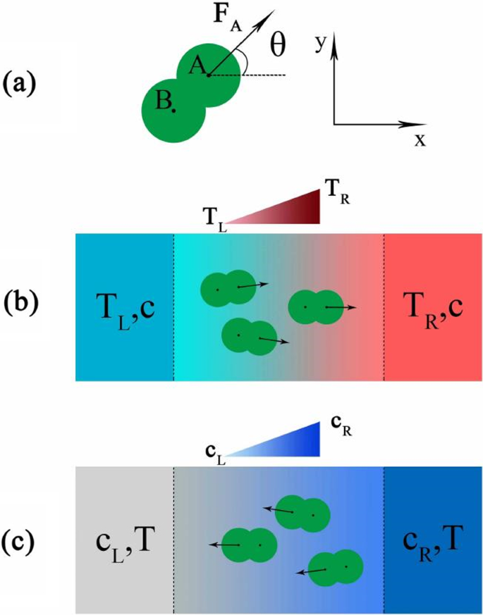 Orientation of active particles in gradient fields | The European ...