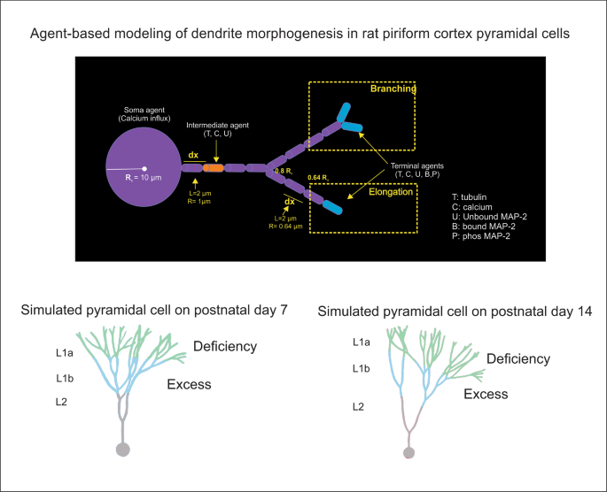From morphogenesis to morphodynamics neuroscience: modeling the growth ...