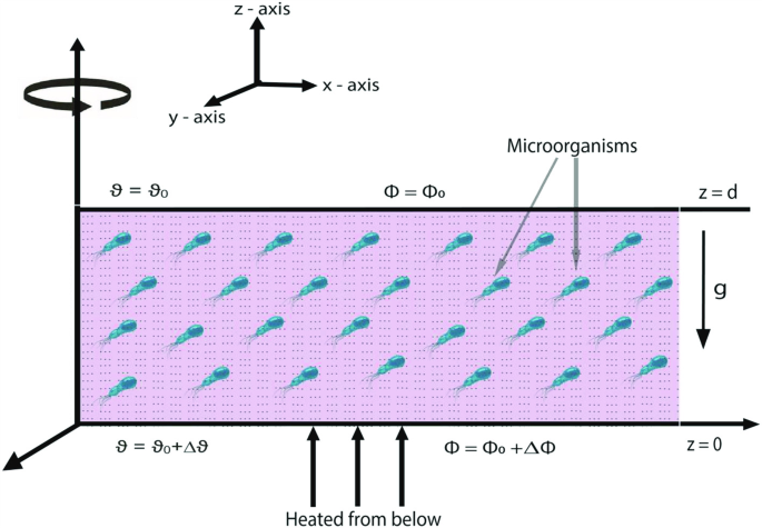 Gravitationally modulated bio-convection in complex porous media: a ...