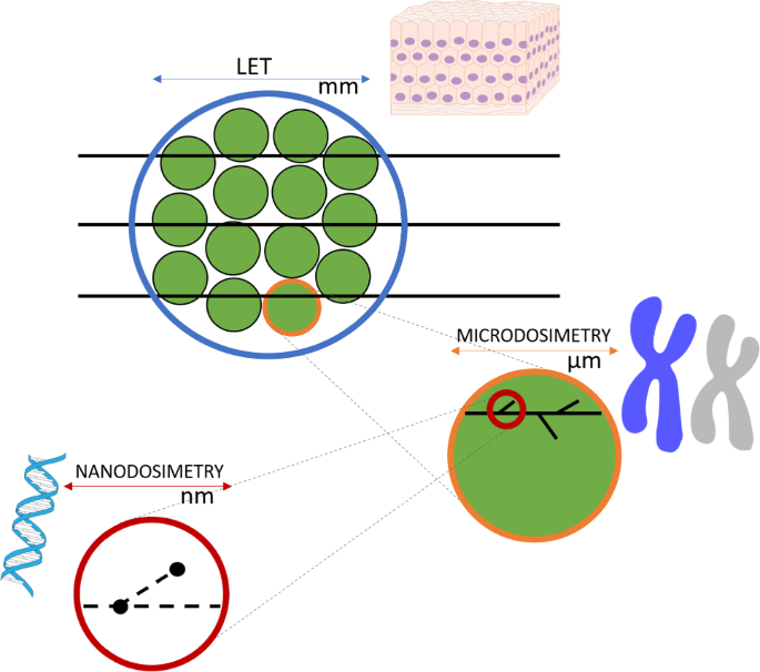 On the radiation quality characterization in radiation therapy: from linear energy transfer to ...