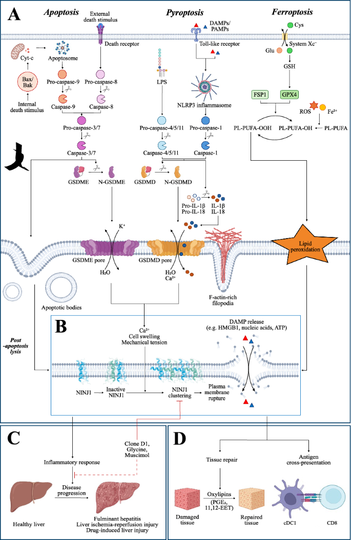 Targeting NINJ1-mediated cell rupture to treat inflammatory diseases ...