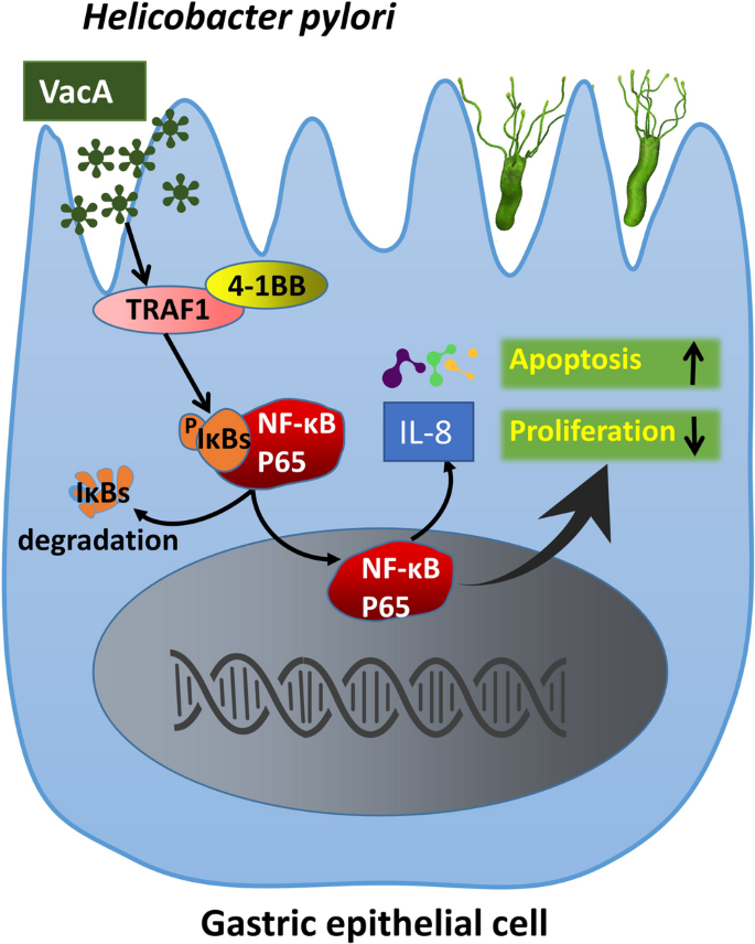 Helicobacter pylori VacA modulates TRAF1-mediated 4-1BB/NF-kappaB axis ...