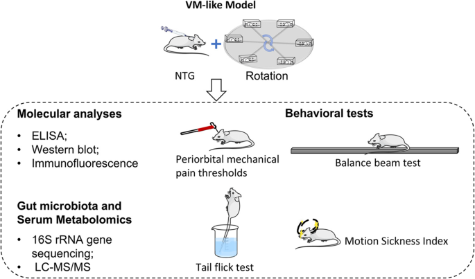 Dysregulated autophagy, neural signaling pathways and gut-brain axis in ...
