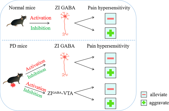 Activation of the zona incerta GABAergic circuit for the treatment of ...