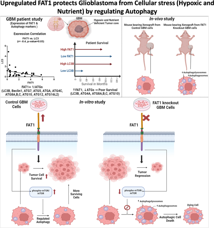 Atypical cadherin FAT1 promotes tumorigenesis by suppressing autophagic ...