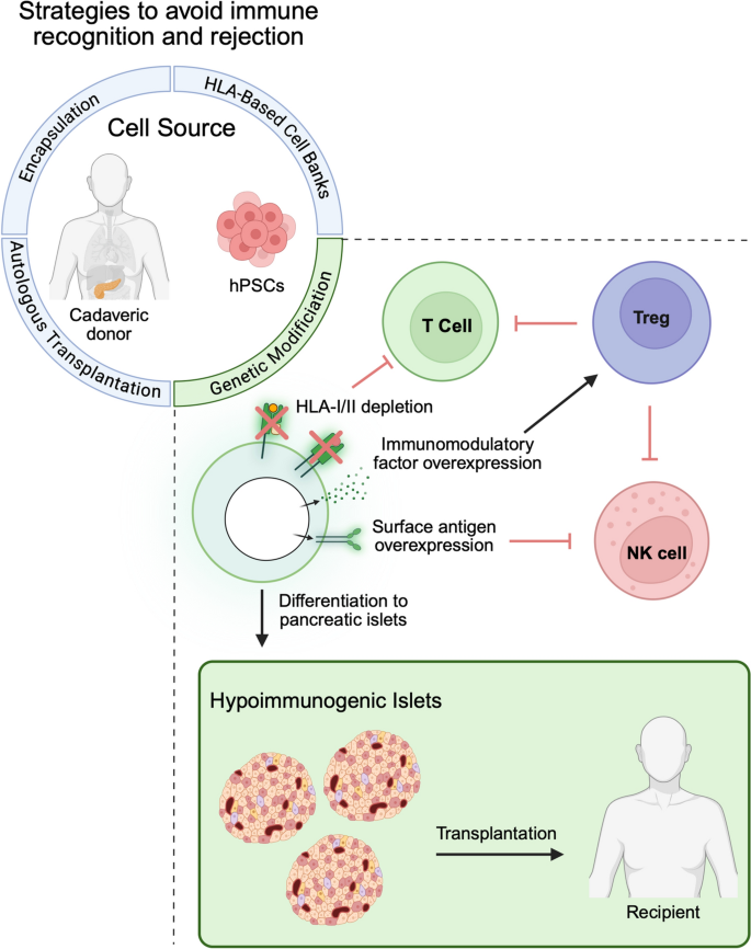 Hypoimmune stem cells and islets: hype or a true breakthrough in ...