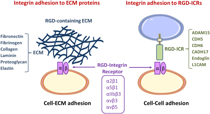 The emerging role of human transmembrane RGD-based counter-receptors of ...