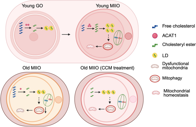 Abnormal cholesterol–cholesteryl ester metabolism impairs mouse oocyte ...