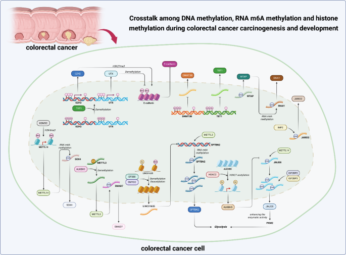 DNA, RNA, and histone methylation regulation enzymes and their ...