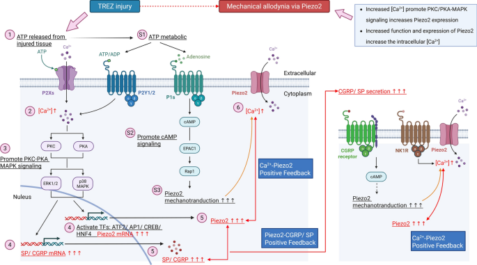 Trigeminal nerve root compression induced neuroinflammatory response ...
