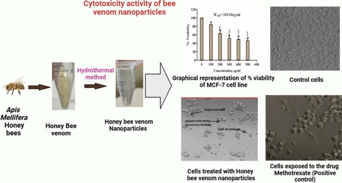 In vitro cytotoxicity assessment of biosynthesized Apis mellifera bee venom nanoparticles (BVNPs ...