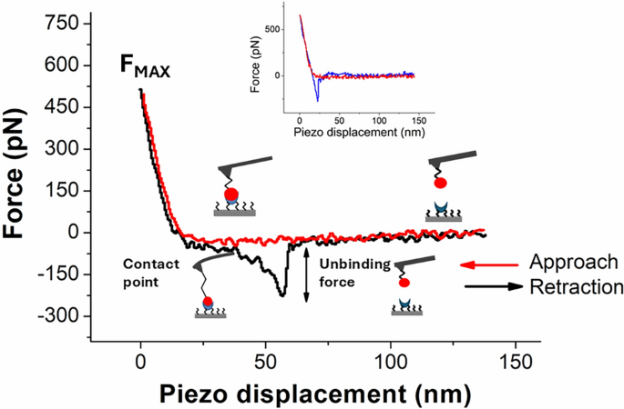 Proline isomerization modulates the bacterial IsdB/hemoglobin ...