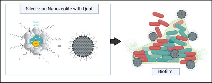 Activity of silver-zinc nanozeolite-based antibiofilm wound dressings ...