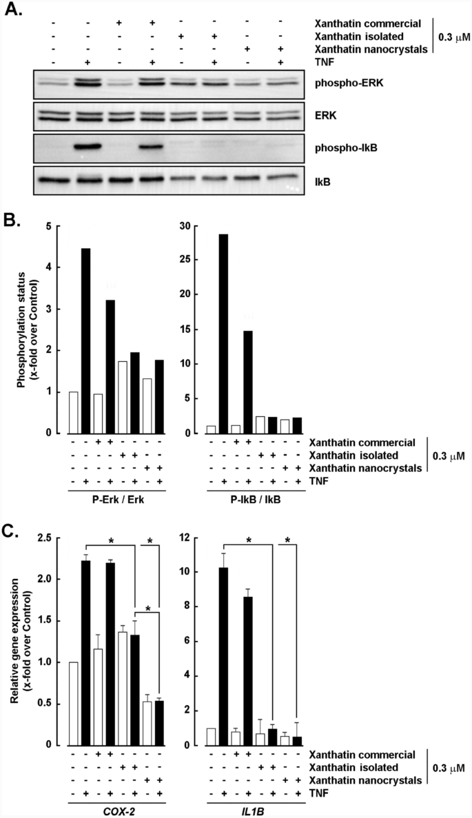 Xanthatin nanocrystals exert anti-inflammatory properties against TNFα ...