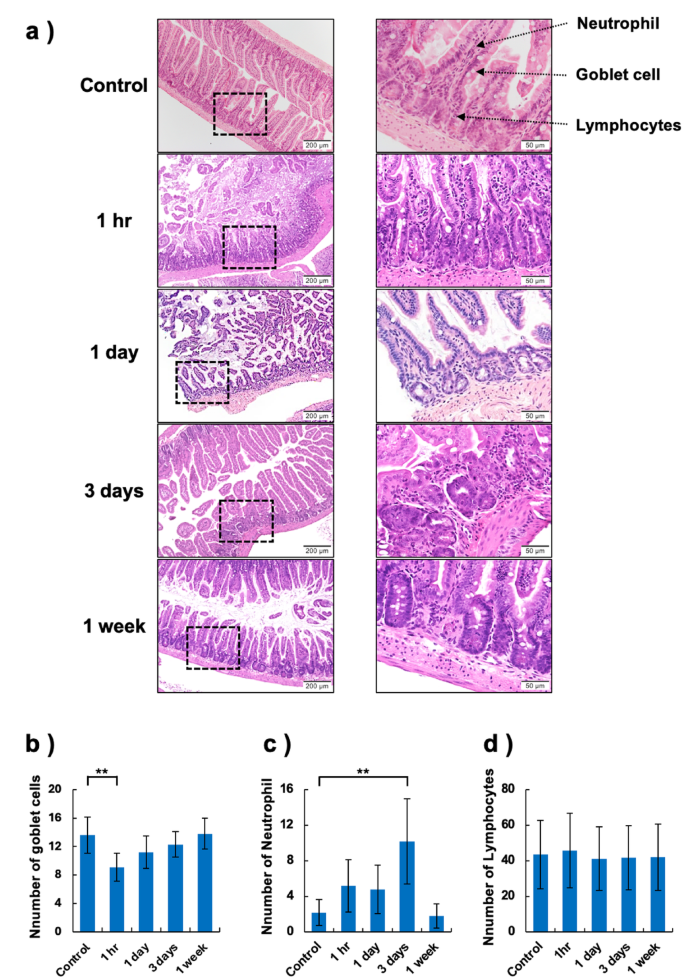 Development of a noninvasive redox imaging method that can stably ...