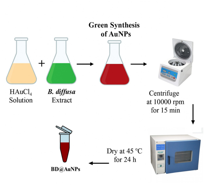 Phytosynthesis of gold nanoparticles from Boerhavia diffusa L. and ...