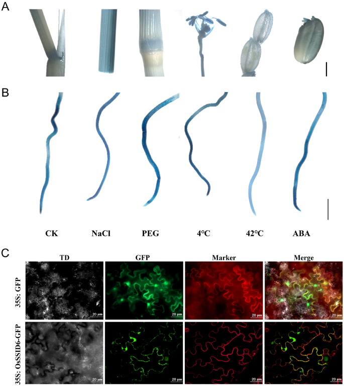 OsSSID6 Negatively Regulates Salt Stress Tolerance in Rice (Oryza ...
