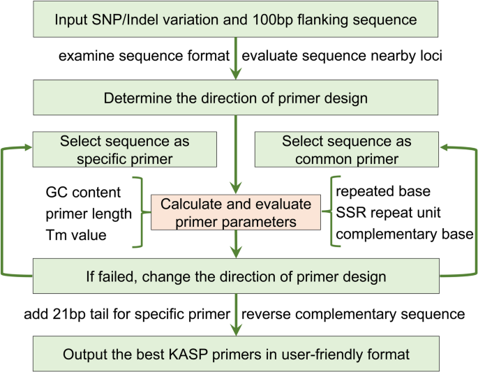 EasyKASP: a simple and fast tool for KASP primer design | BMC ...
