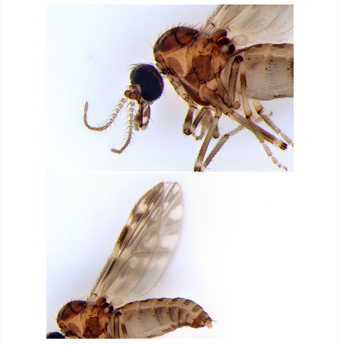 Single specimen genome assembly of Culicoides stellifer shows evidence ...
