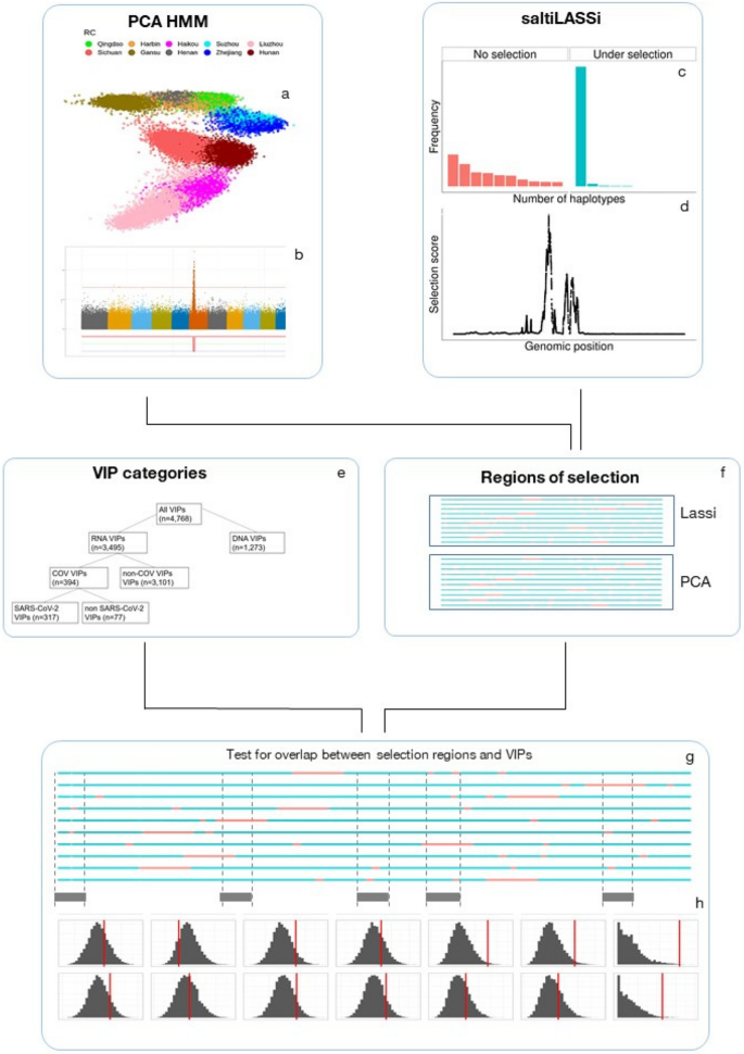 Natural selection exerted by historical coronavirus epidemic(s ...