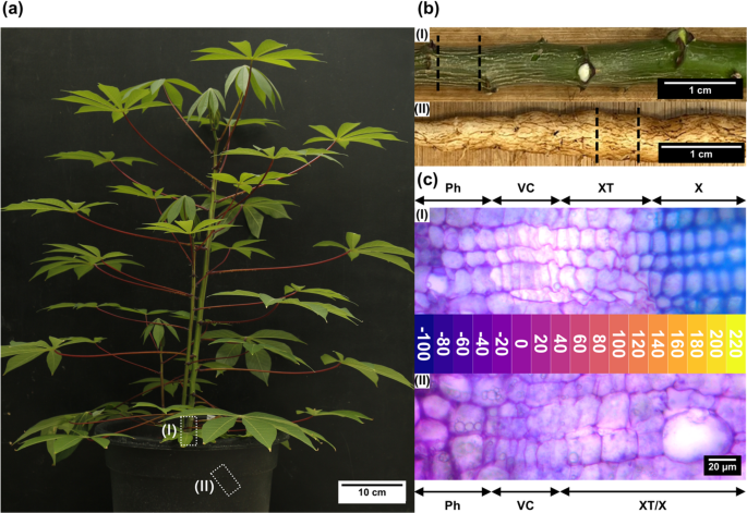 High-resolution transcriptomics of stem and storage root vascular ...
