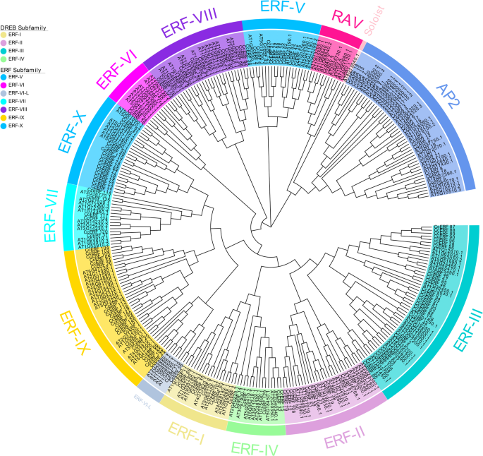Genome-wide identification and characterization of the AP2/ERF gene ...