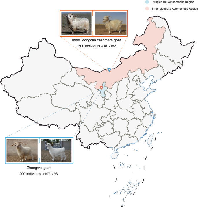 Population structure, regions of homozygosity (ROH) and selection ...