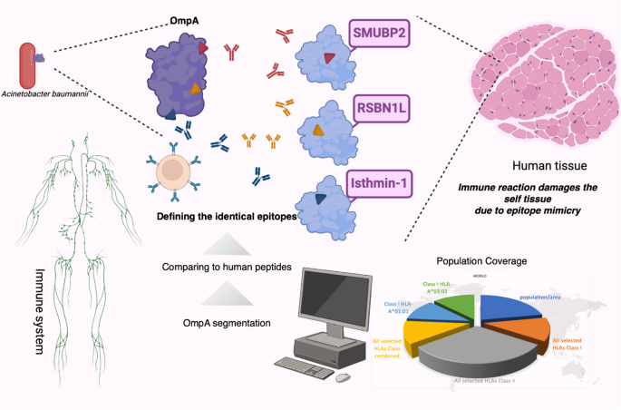 OmpA virulence factor, a promising conserved vaccine candidate against ...