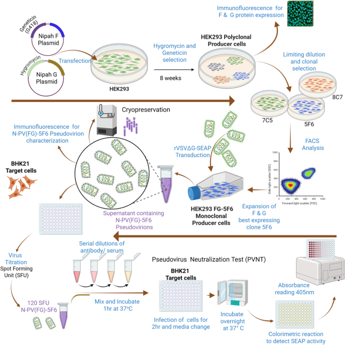 Reproducible generation of Nipah virus pseudovirions with uniform ...