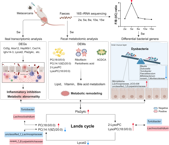 Multi-omics reveals the impact of Clonorchis sinensis infection on ...