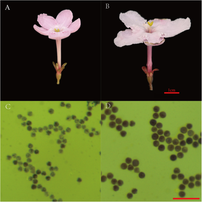 Comparison of the morphological and physiological characteristics of ...