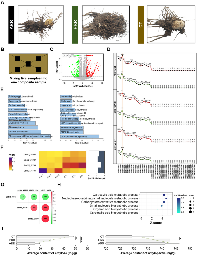 Transcriptional landscape of Atractylodes chinensis contracting root ...