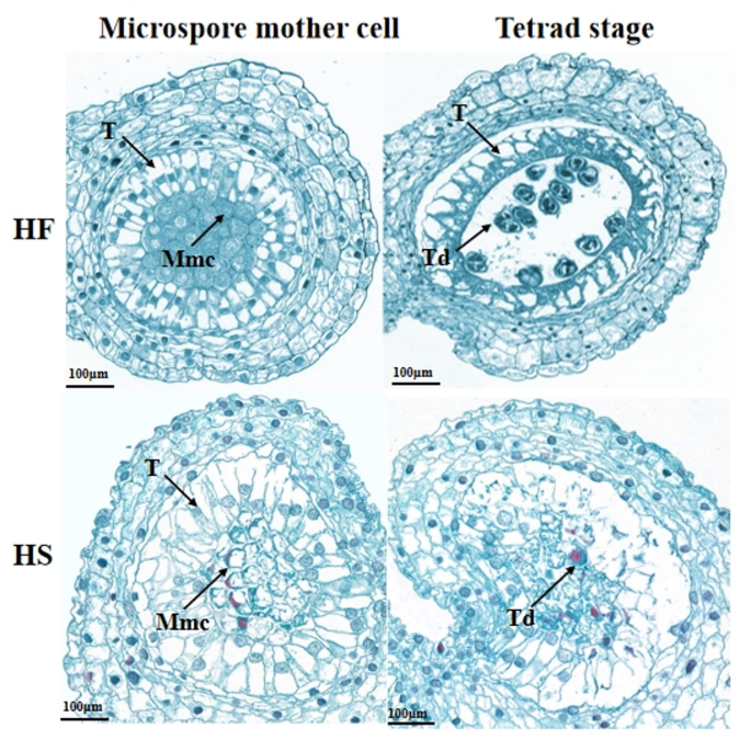 Expression profiling and functional characterization of LoNCED gene in ...