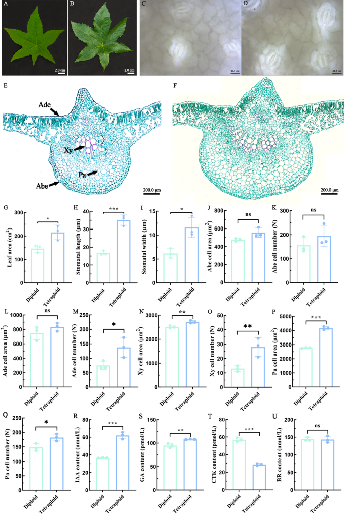Comparative phenotypic and transcriptomic analyses reveal the potential ...