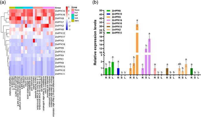 Correction: Genome-wide identification of the phosphofructokinase gene ...