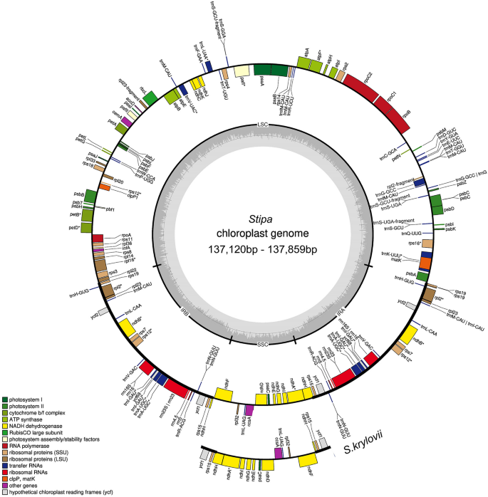 Comparative and phylogenetic analyses of Stipa L. (Poaceae) species ...