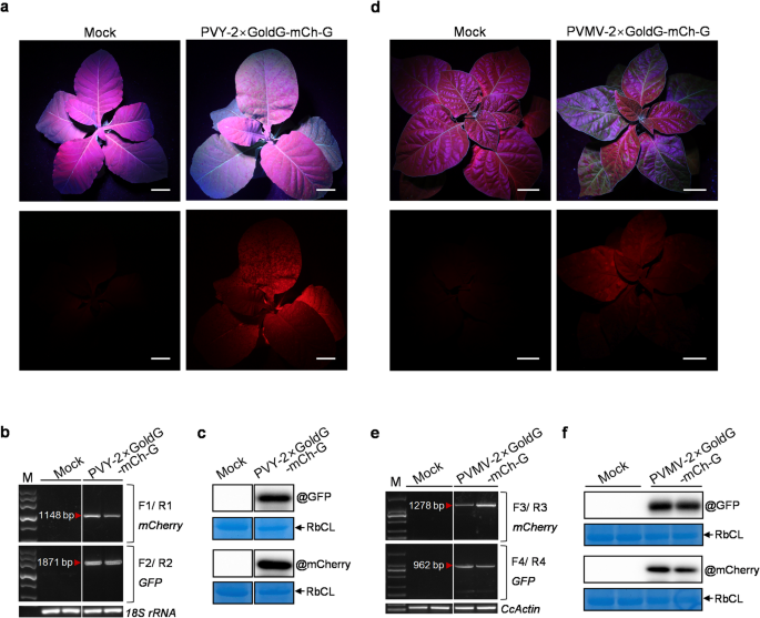 Development of convenient potyvirus-based vectors for simultaneous ...