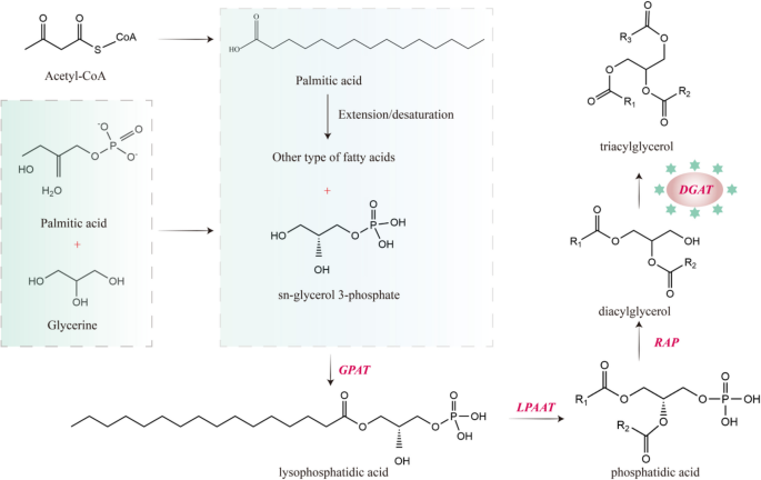 Genome-wide analysis of DGAT gene family in Coix lacryma jobi L. and ...