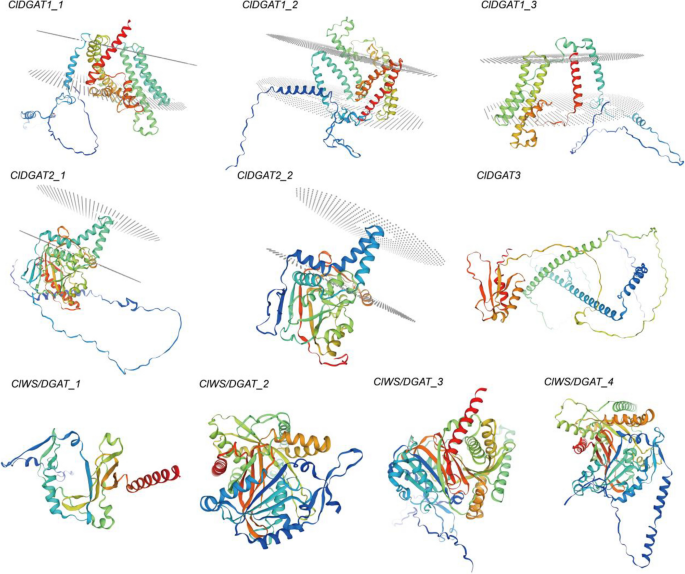 Genome-wide analysis of DGAT gene family in Coix lacryma jobi L. and ...