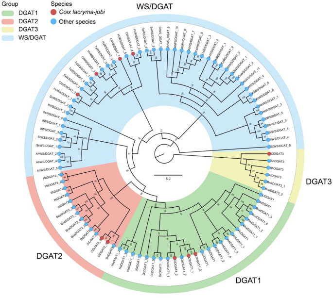 Genome-wide analysis of DGAT gene family in Coix lacryma jobi L. and ...