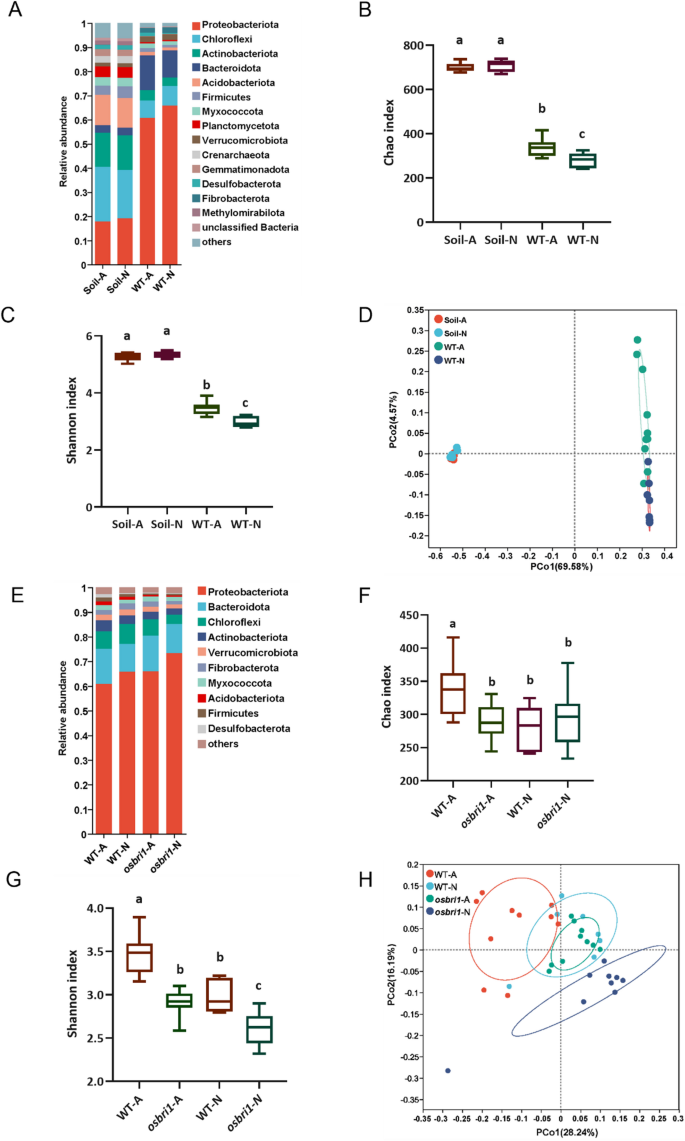 Identification of microbiome-associated loci in super hybrid rice ...