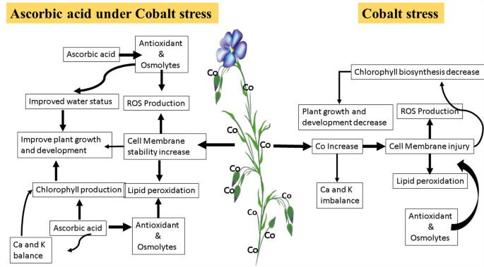 Mitigating cobalt toxicity in linseed (Linum usitatissimum L.): the ...