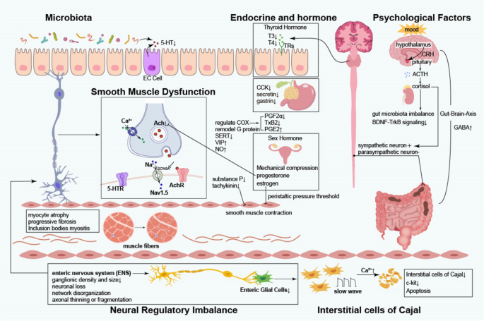 Pathophysiological mechanisms, diagnostic innovations, and multimodal ...