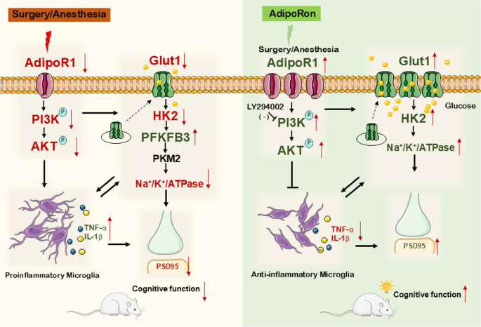 Adiponectin pathway regulates cerebral metabolic dysfunction and ...
