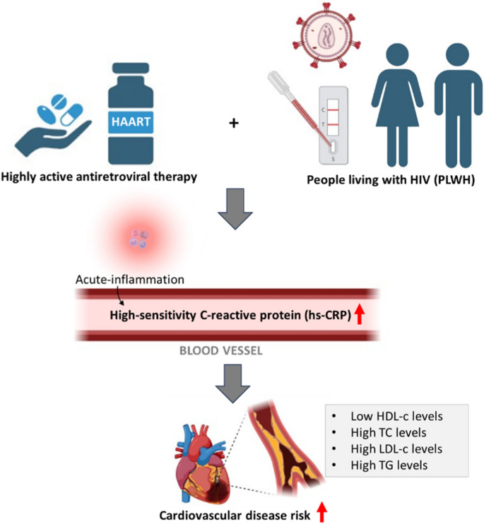 High-sensitivity C-reactive protein among people living with HIV on highly active antiretroviral ...