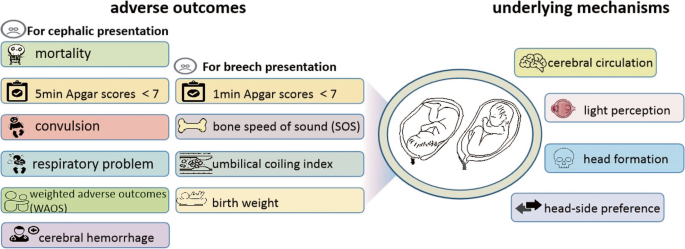 Differences between breech and cephalic neonates born after planned ...