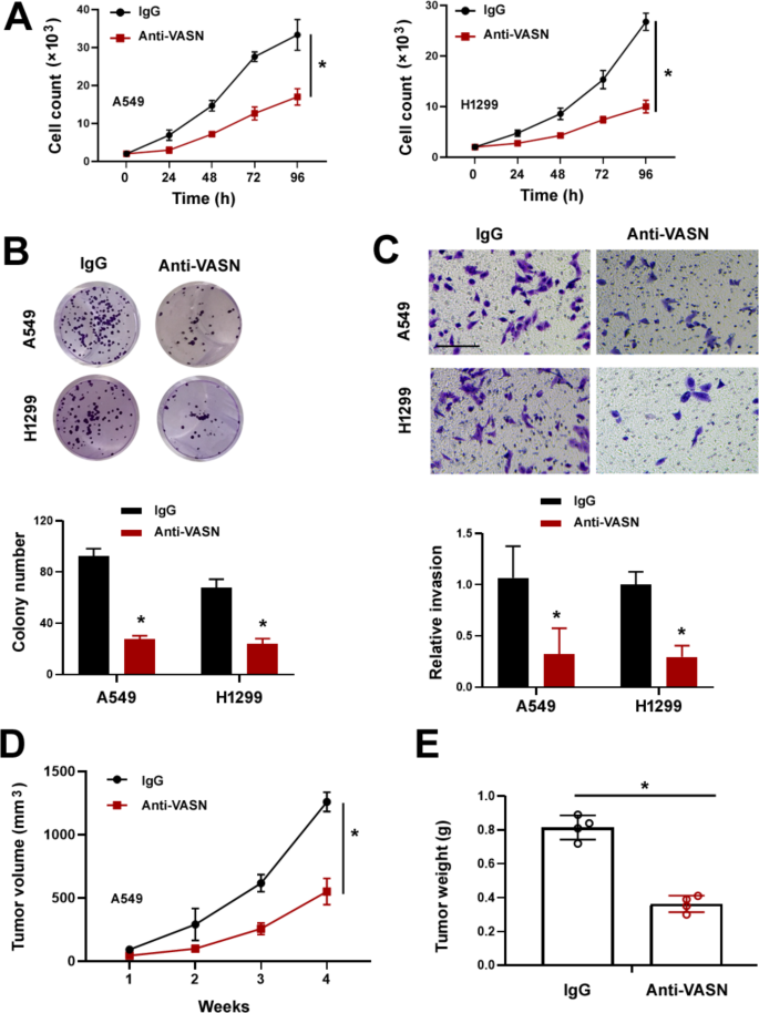 VASN promotes the aggressive phenotype in ARID1A-deficient lung ...