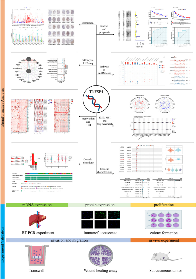 Pan-cancer analysis shows that TNFSF4 is a potential prognostic and ...