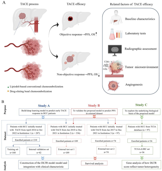 MRI-based deep learning model for early TACE response prediction in HCC ...