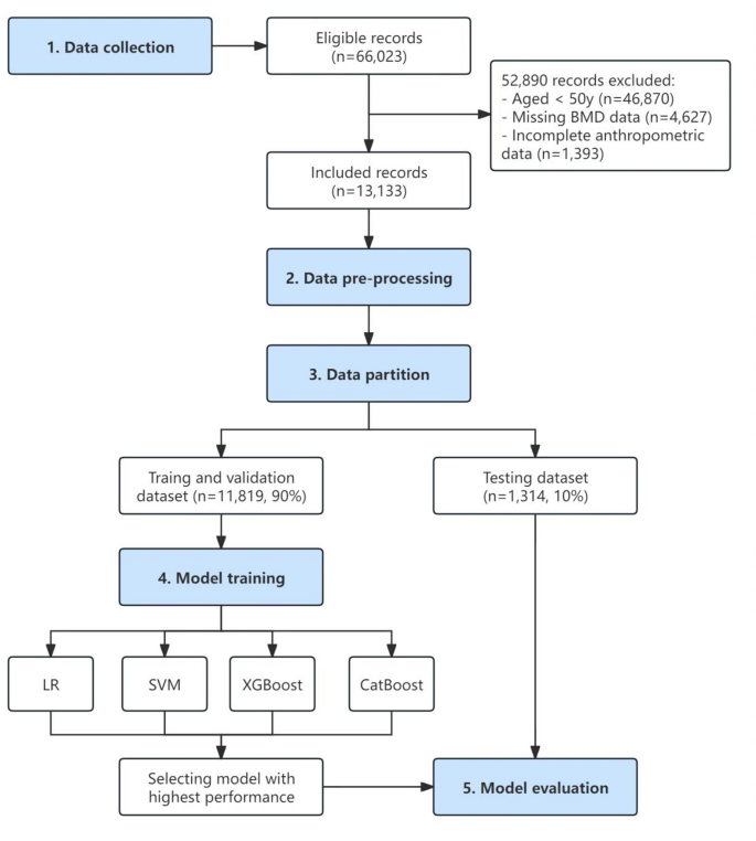 Interpretable machine learning model for low bone density screening in older adults using ...